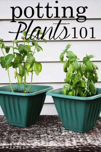 Potting Plants 101: Learn How with Easy Steps