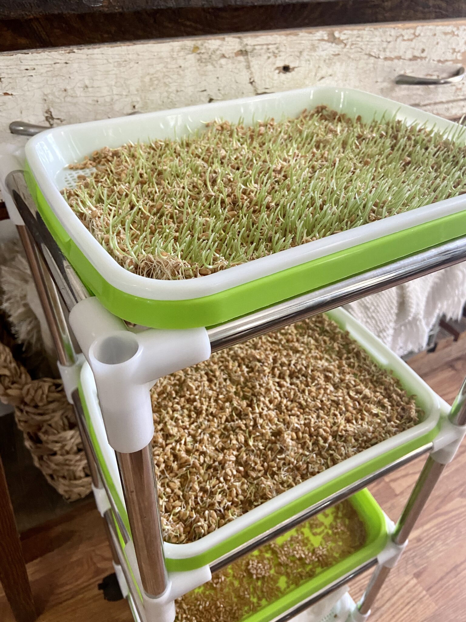 Spring Gardening for Beginners: Tips and Tricks