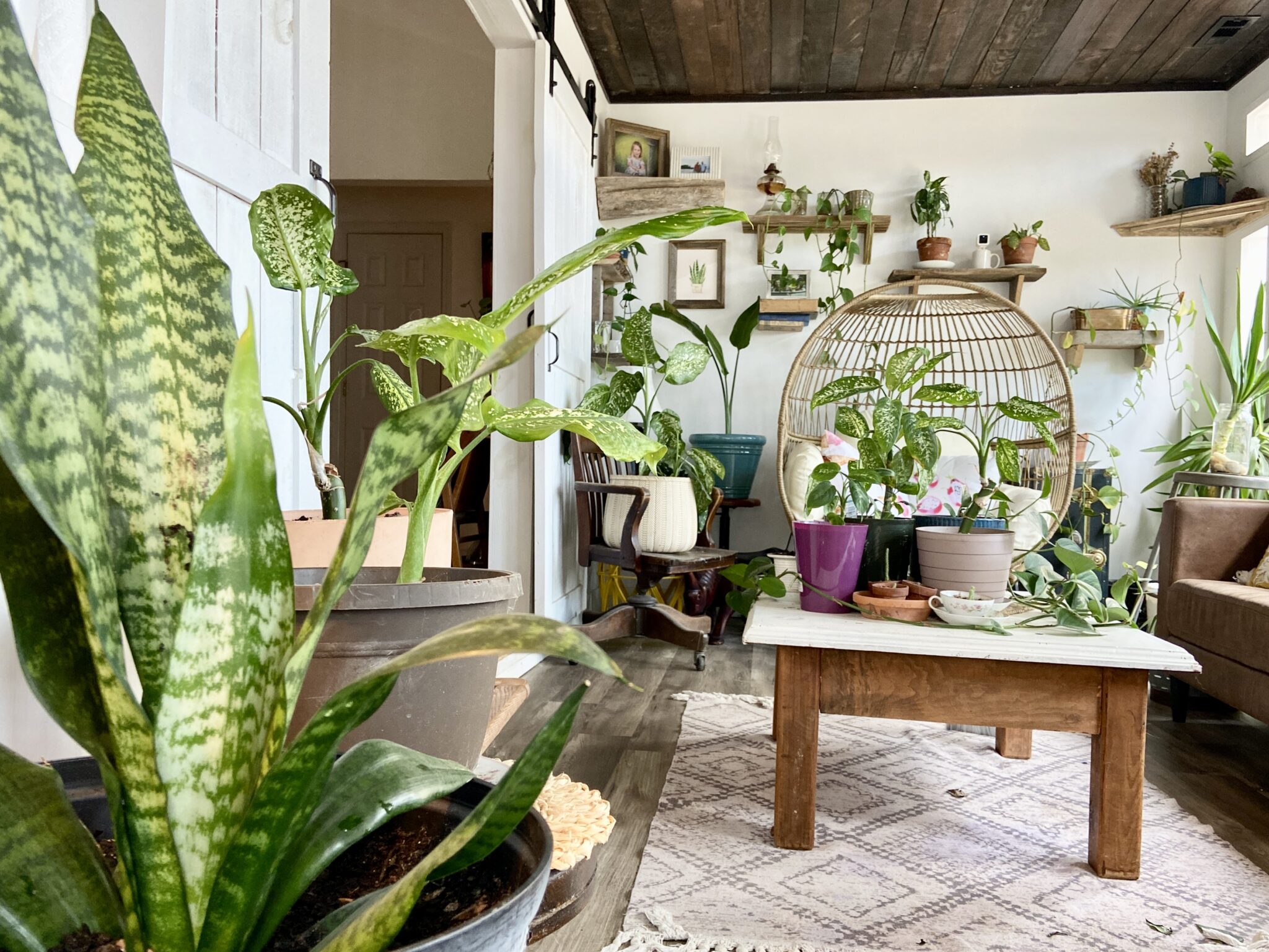 Creating a Lush Haven: Top 20 Low-Maintenance Indoor Plants