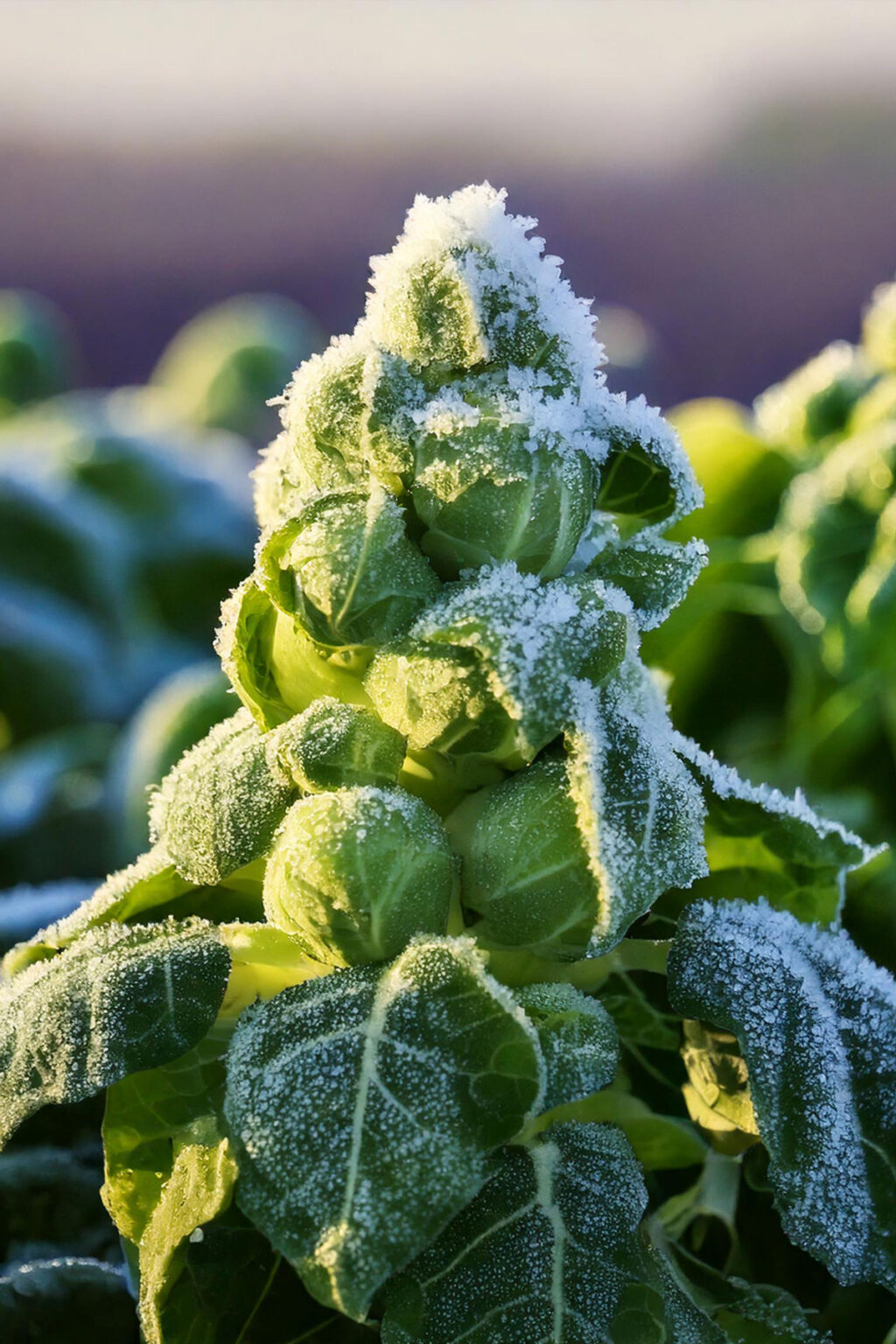 Chill Out: Growing Cold Hardy Veggies Like a Pro
