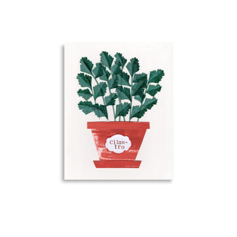 Cilantro Botanical Illustration Art Print No. 2