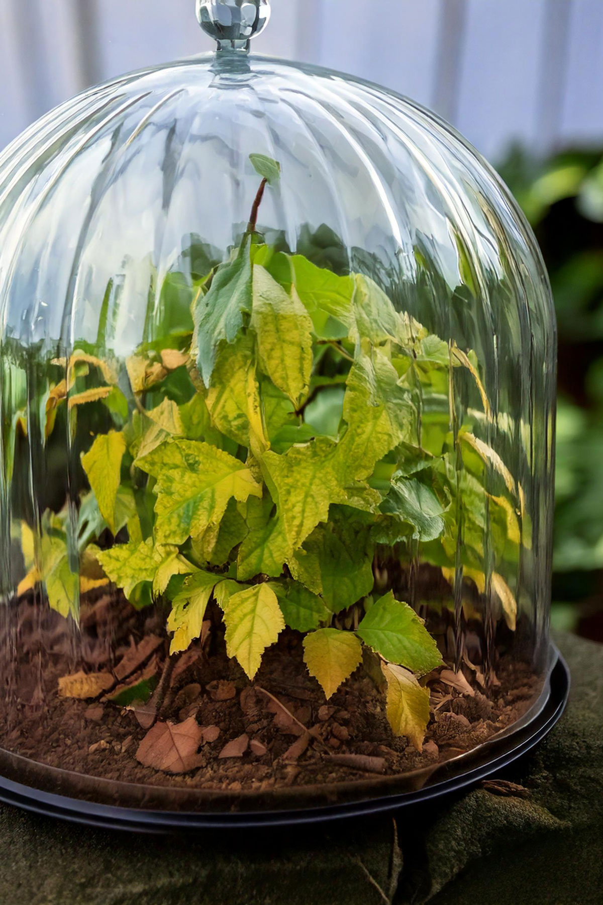 Garden Prep for Winter: Nurture Now, Bloom Later